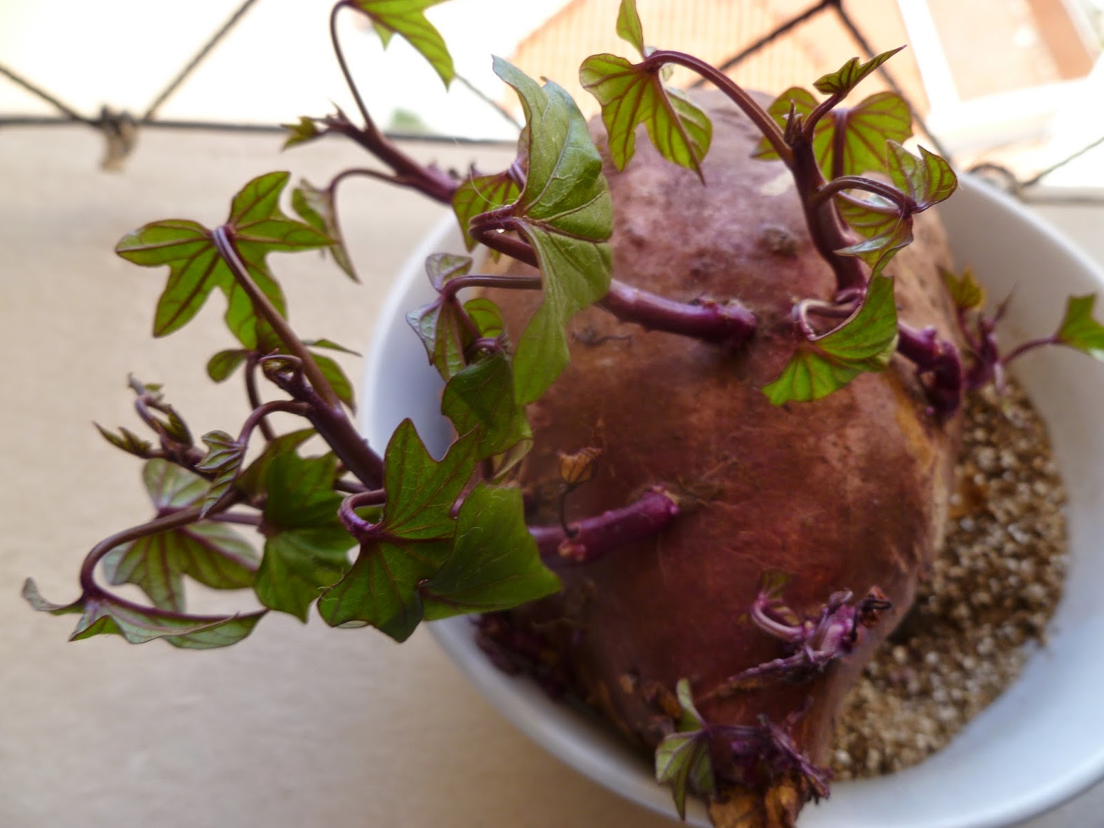 .: Batatas Doces e uma nova paisagem na janela