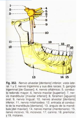 Medicina Para Todos: Nervio Mandibular (v3)