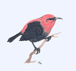 Around The Globe: Guam Bird