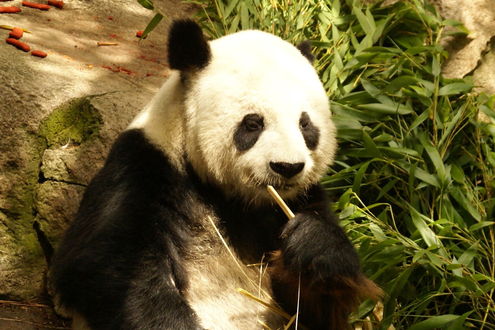 By the Way: From Pandas to Polar Bears: The San Diego Zoo