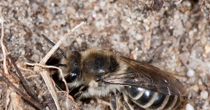 Restoring The Landscape With Native Plants: Ground-Nesting Bee Profile ...