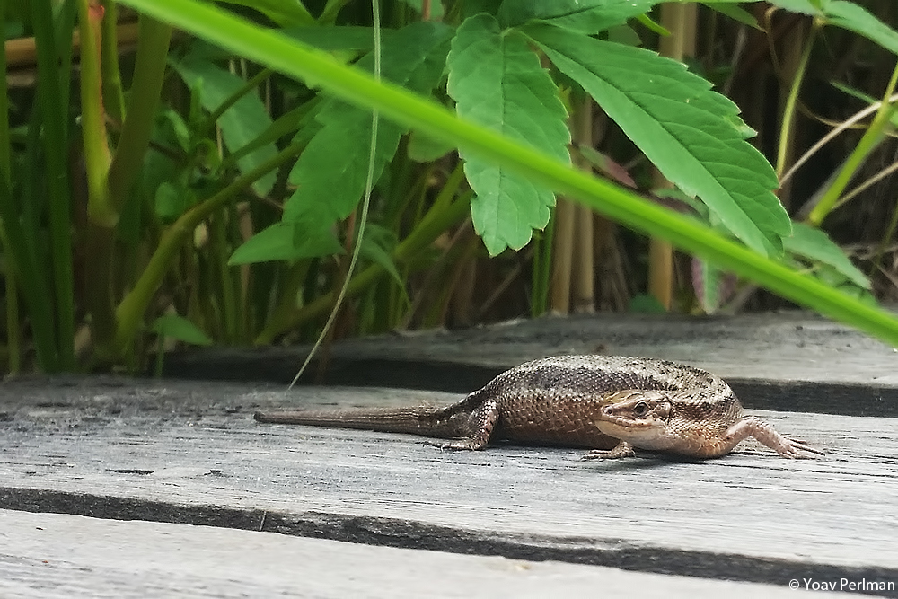 Yoav Perlman - birding, science, conservation, photography: Sweden part ...
