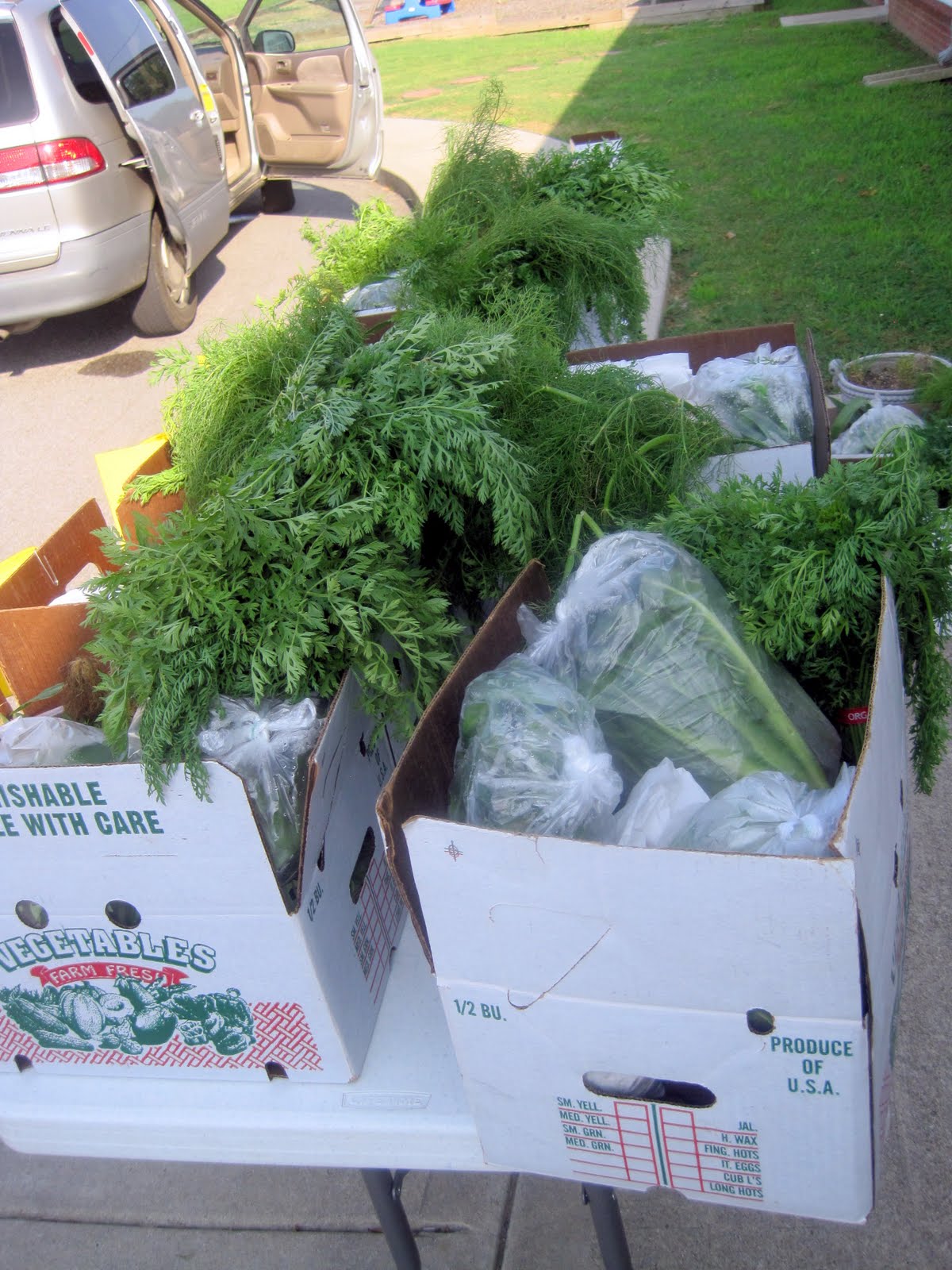 Gone Walkabout 2: Getting "Out of the Box" With My Veggies