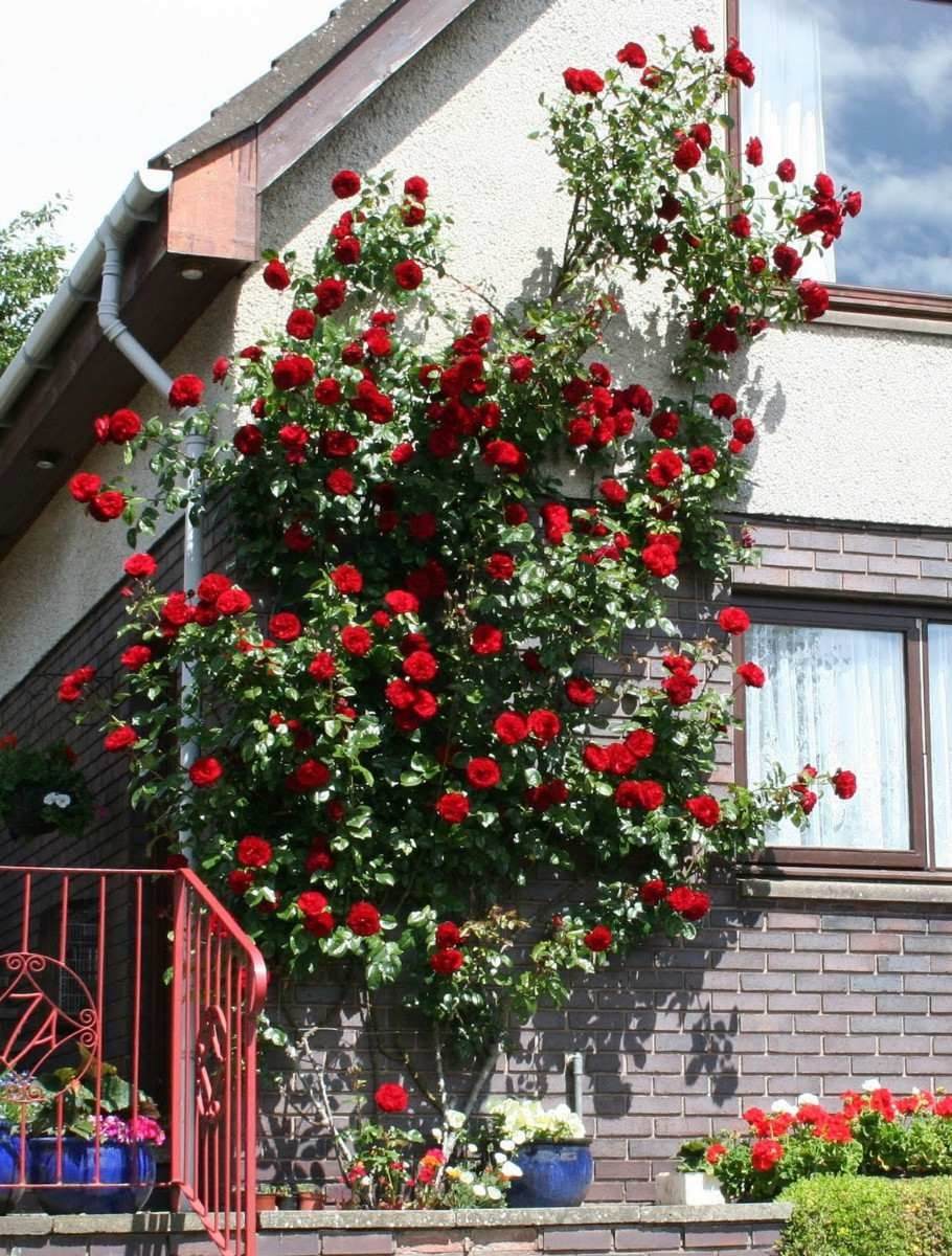 El Universo Botánico: El Rosal