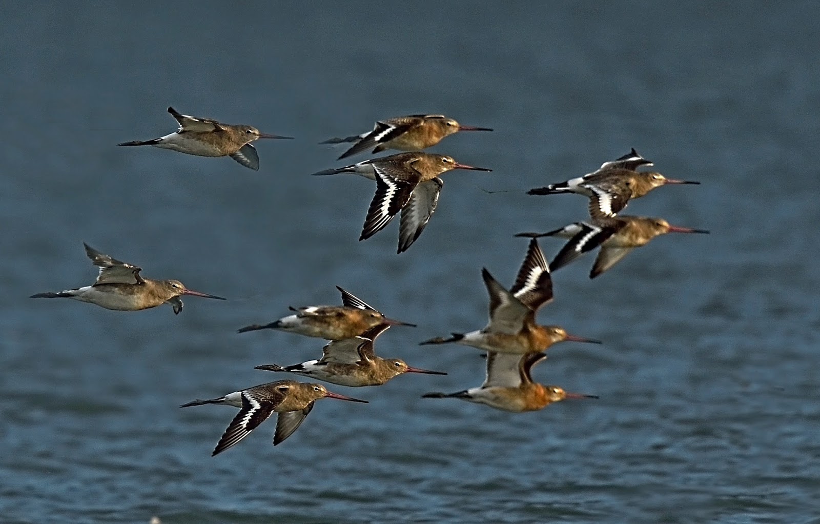 Alan James Photography : Devoran Quay