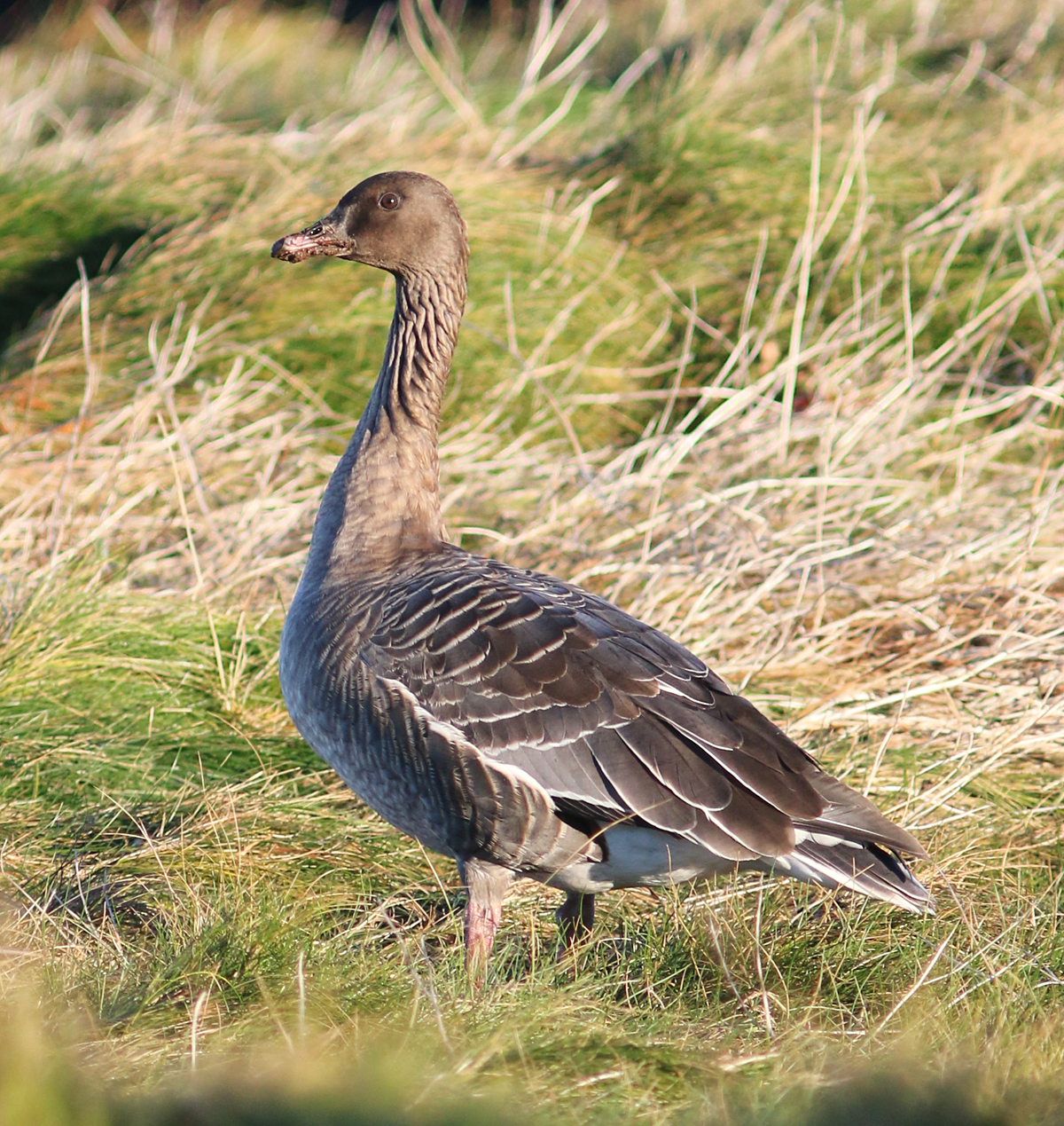 Kerry Birding: Pink-footed Goose up close... too close?