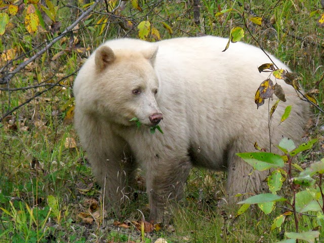 The Kermode Bear: Spirit Bear of British Columbia | The Ark In Space