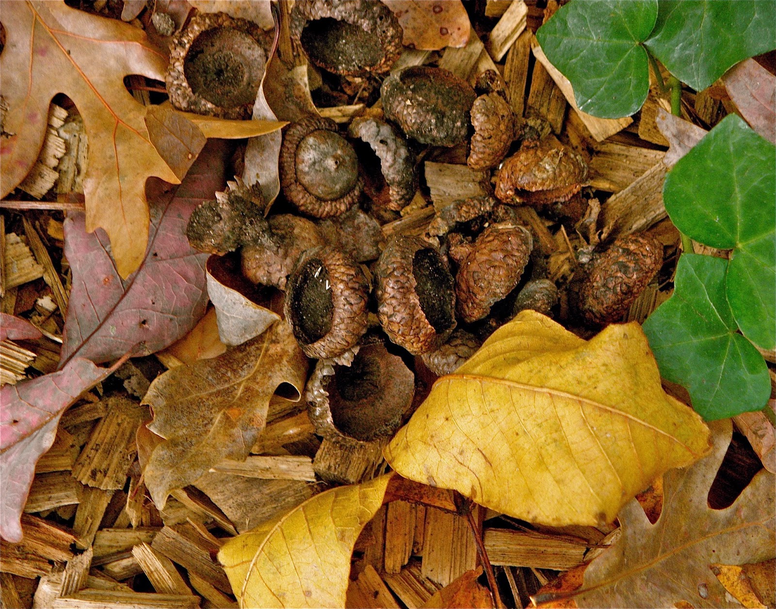 A Breath of Fresh Air: From acorns grow mighty oaks.................