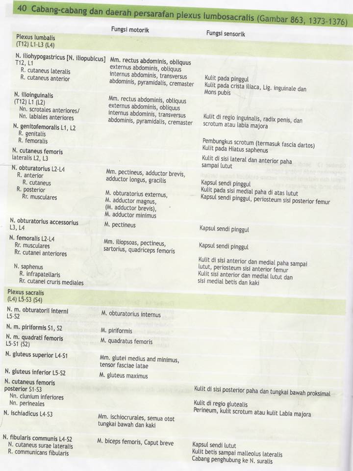 Skema myotome | FISIOTERAPI INDONESIA