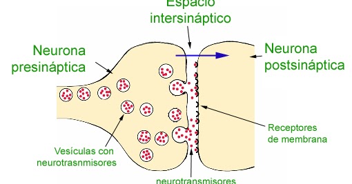 BIOLOGÍA 3º SECUNDARIA: La sinapsis