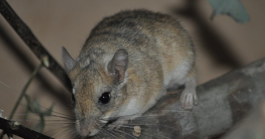 ZOOTOGRAFIANDO (6.096 ANIMALS): GERBILLO DE COLA TUPIDA / BUSHY-TAILED ...