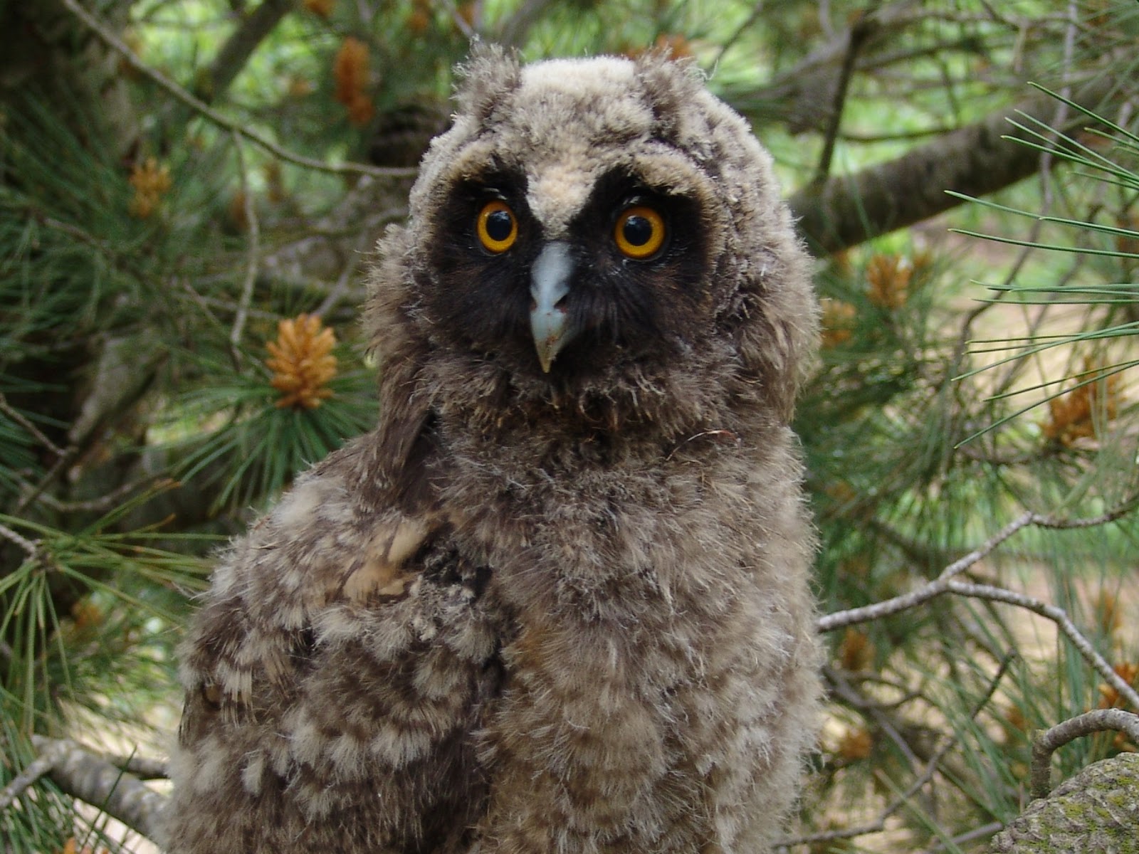 Pasión por las aves: Búho chico,(Asio otus).