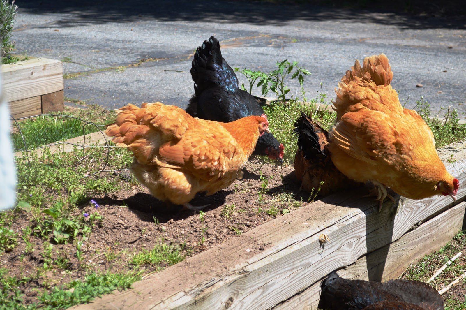 Clever Soiree: Pure Backyard Chicken LOVE