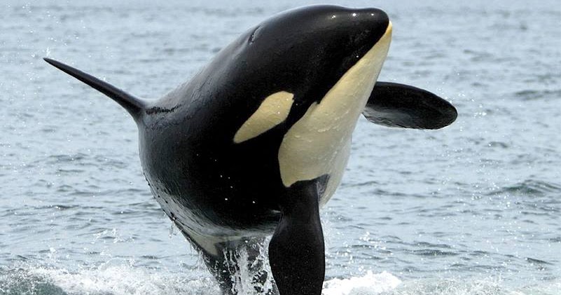 WILDTIMEONLINE: "Blackfish", the Tilikum documentary - in conversation ...