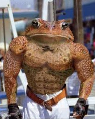 Funny Toad New Photos 2011 | Funny And Cute Animals
