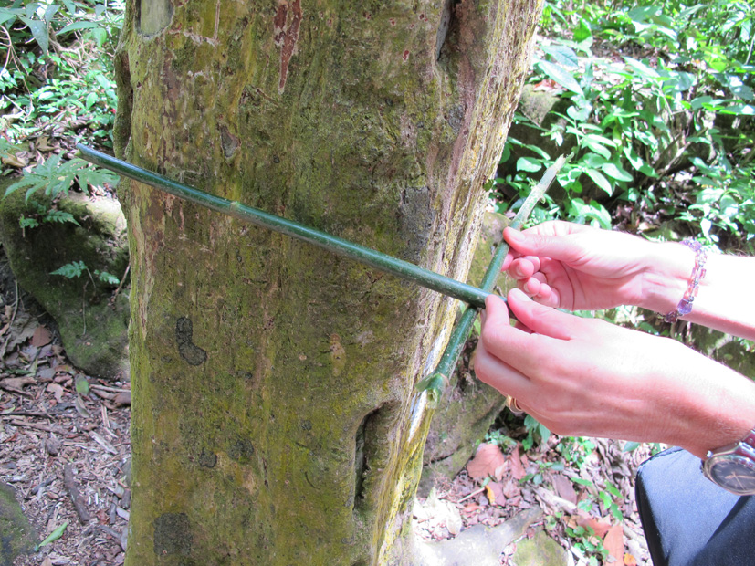 Atlas Insólito: El valle de los árboles cuadrados en Panamá