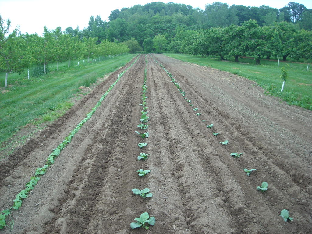 Thiessen Farms: The straight & narrow