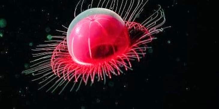 René Capo, Plaidoyer pour une planète propre: 19 janvier 2015 ...