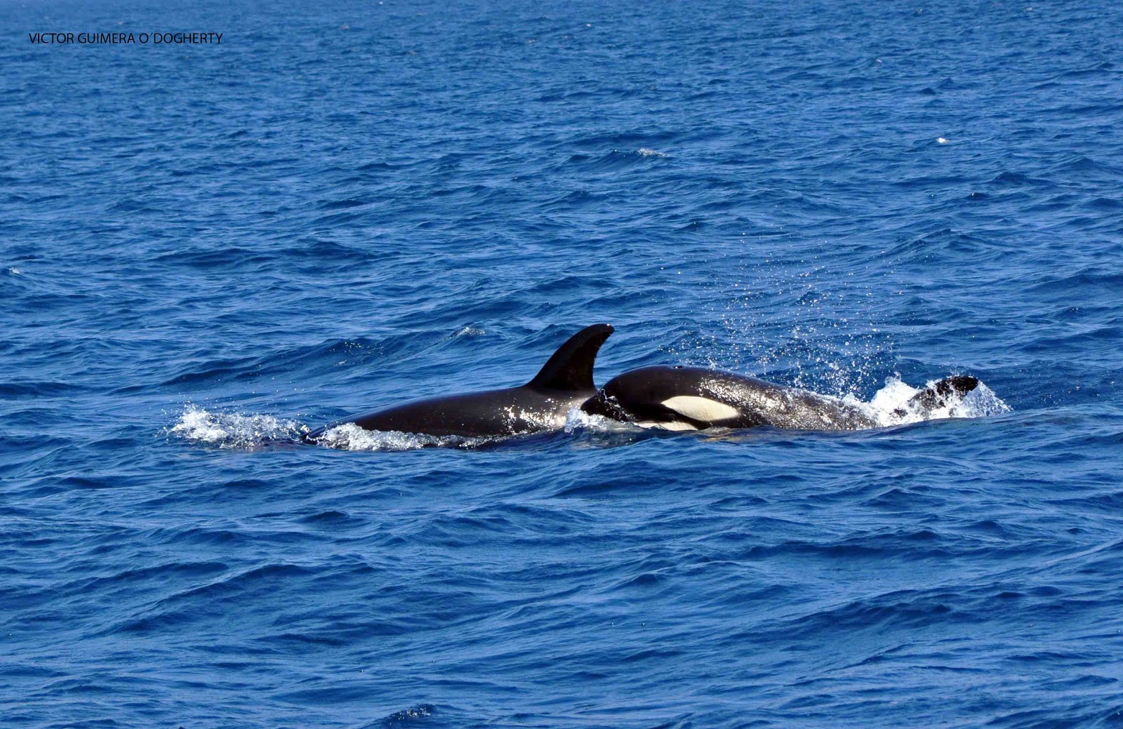 Mis imágenes de aves: ORCAS