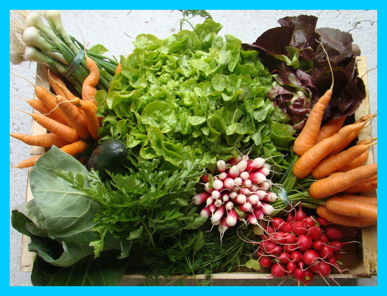 bio nature panier Potager Beldi: Panier potager bio nature