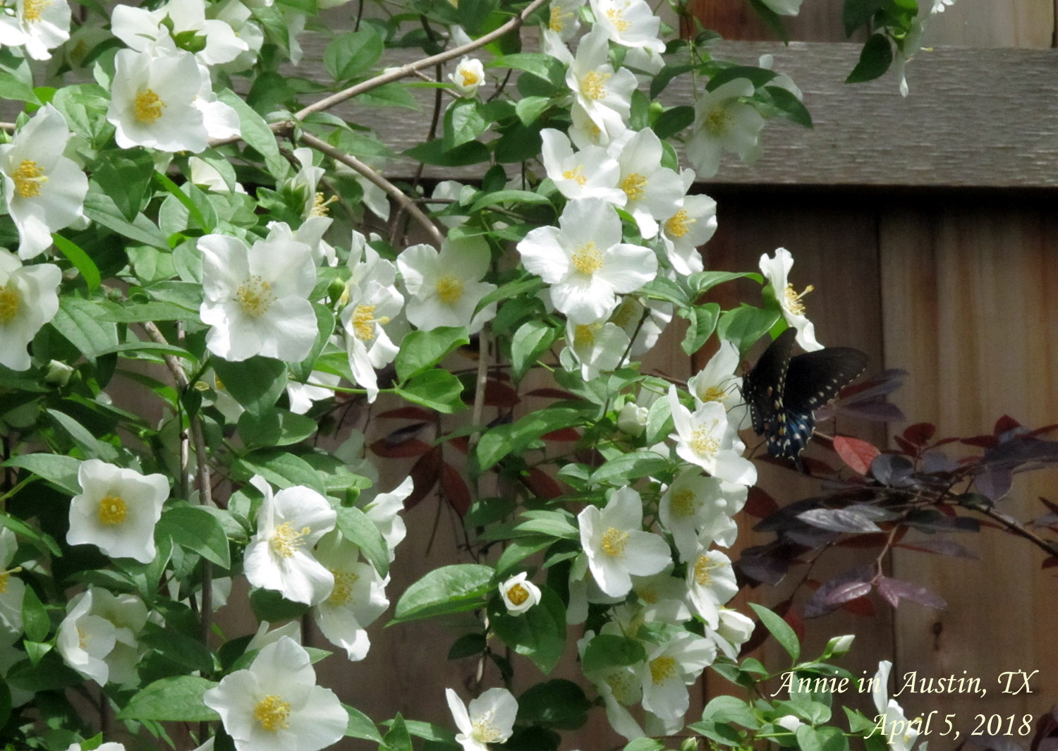 The Transplantable Rose