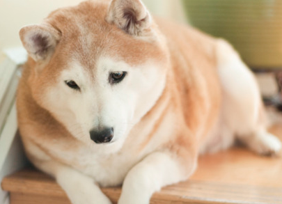 Shiba Inu World: Shiba Inu Weight - How Much Do Shiba Inu's Weight?