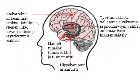 Psykologian ihmeellinen maailma: aivot, meidän tärkein ominaisuus