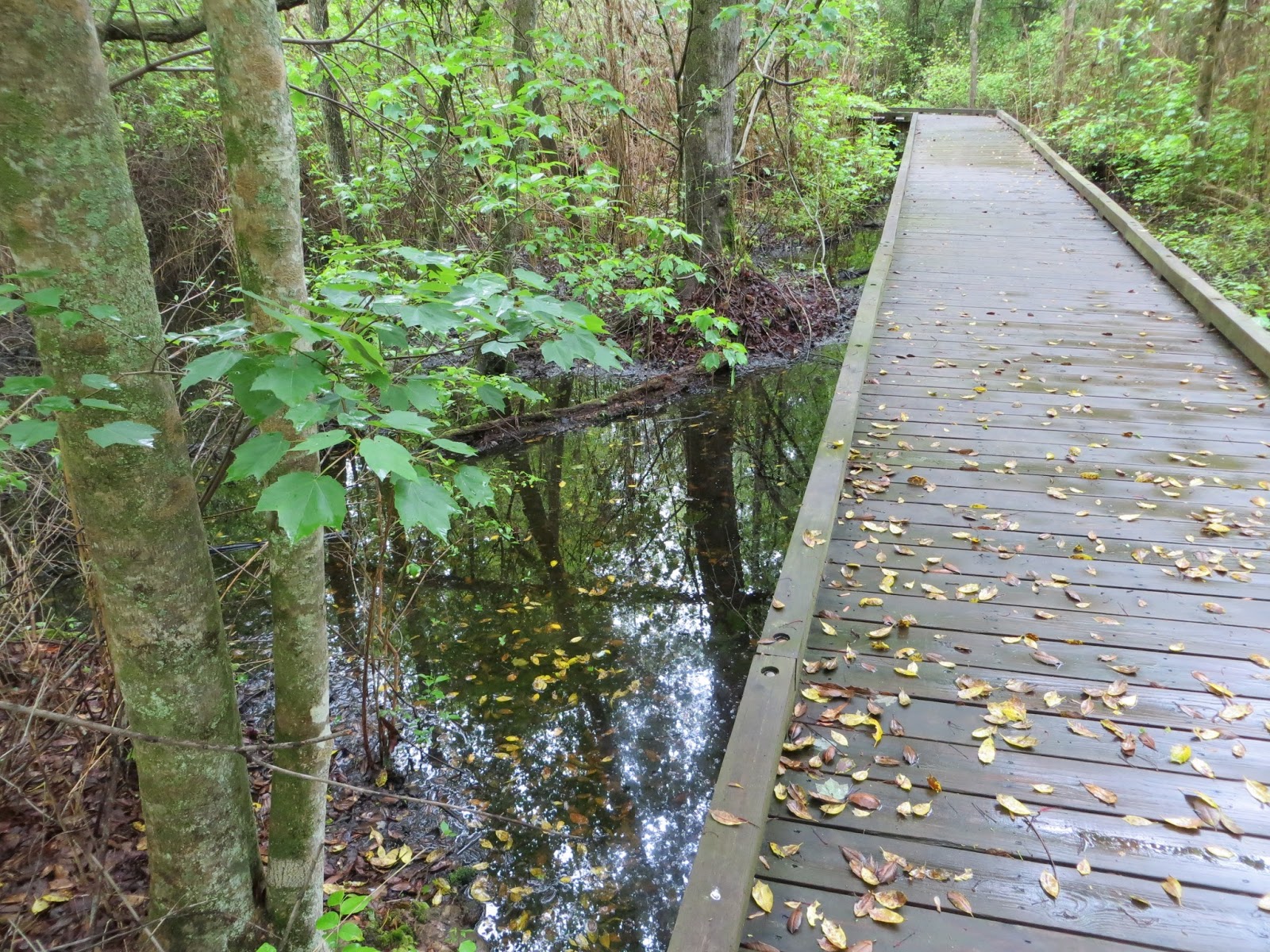 MV "Help Me Rhonda": We're In Virginia Now Via The Dismal Swamp