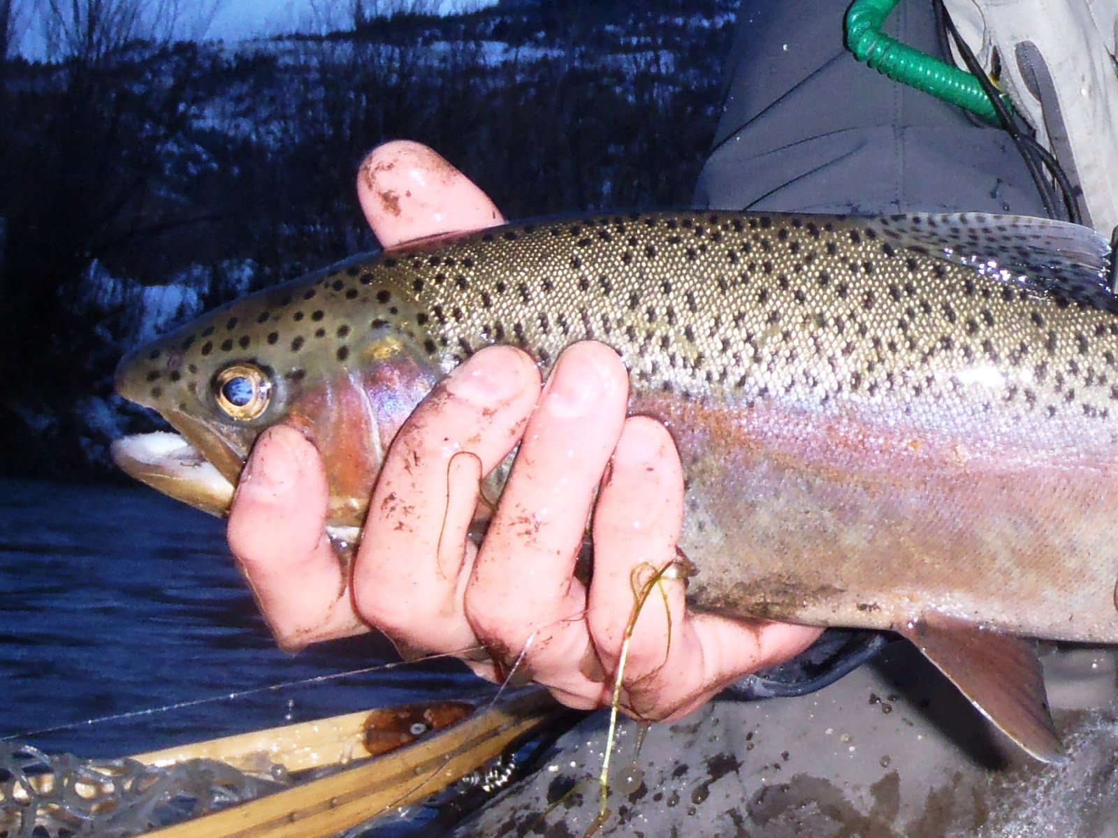 Mountains, Rivers, & Trout: Along with Snow - Midge Hatch & Dry-fly ...