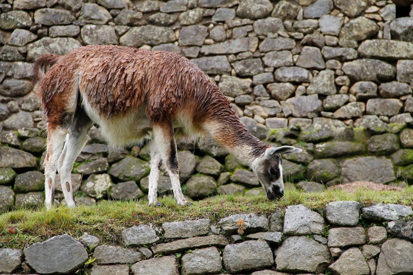 Bark and Purl: Peru: Lima and the Sacred Valley