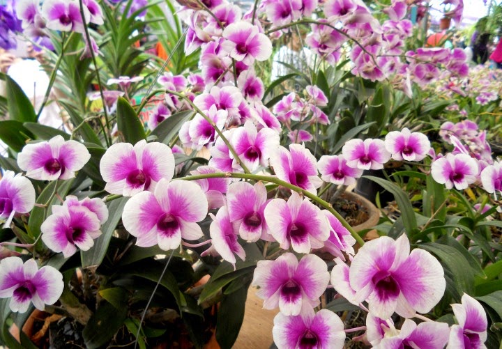 Bunga Orkid Platform : Orkid Bunga Kuning Menggoda & Hidup Usah Mengeji ...