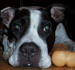 Zeus In Memoriam: 4Chan y 420Chan punto de encuentro de torturadores y ...