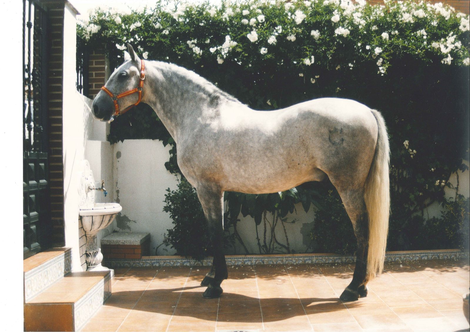 Literatura blog: "El caballo andaluz" de Jaime Colmenarejo