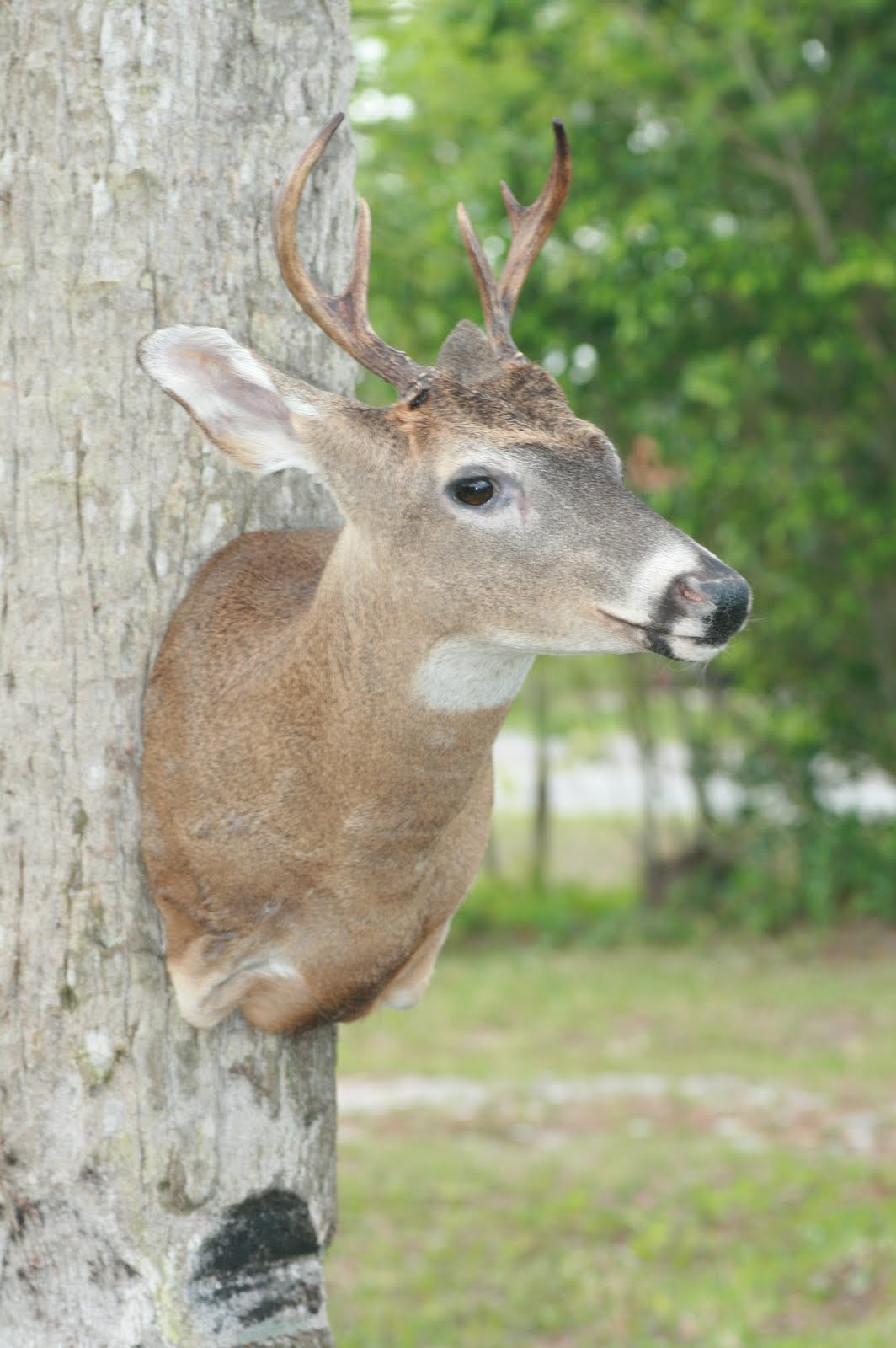 Allen's Taxidermy: April 2011