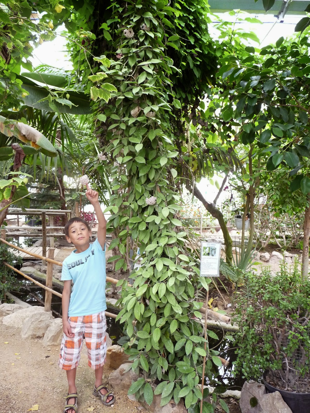 A garden's chronicle: Hoya carnosa: a beautiful tropical vine.