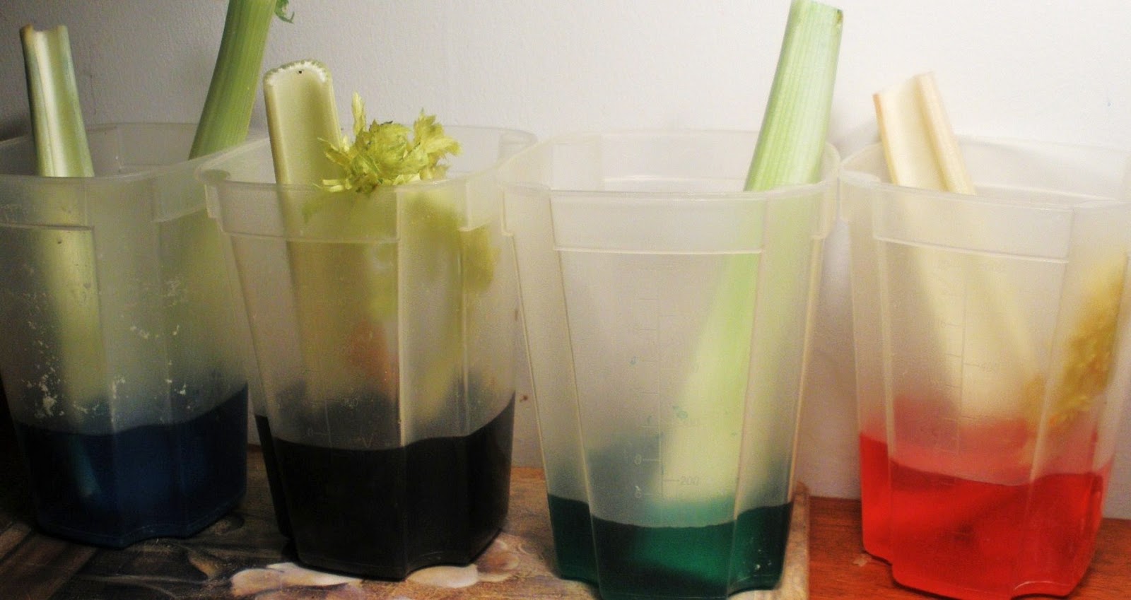 Celery Color Experiment