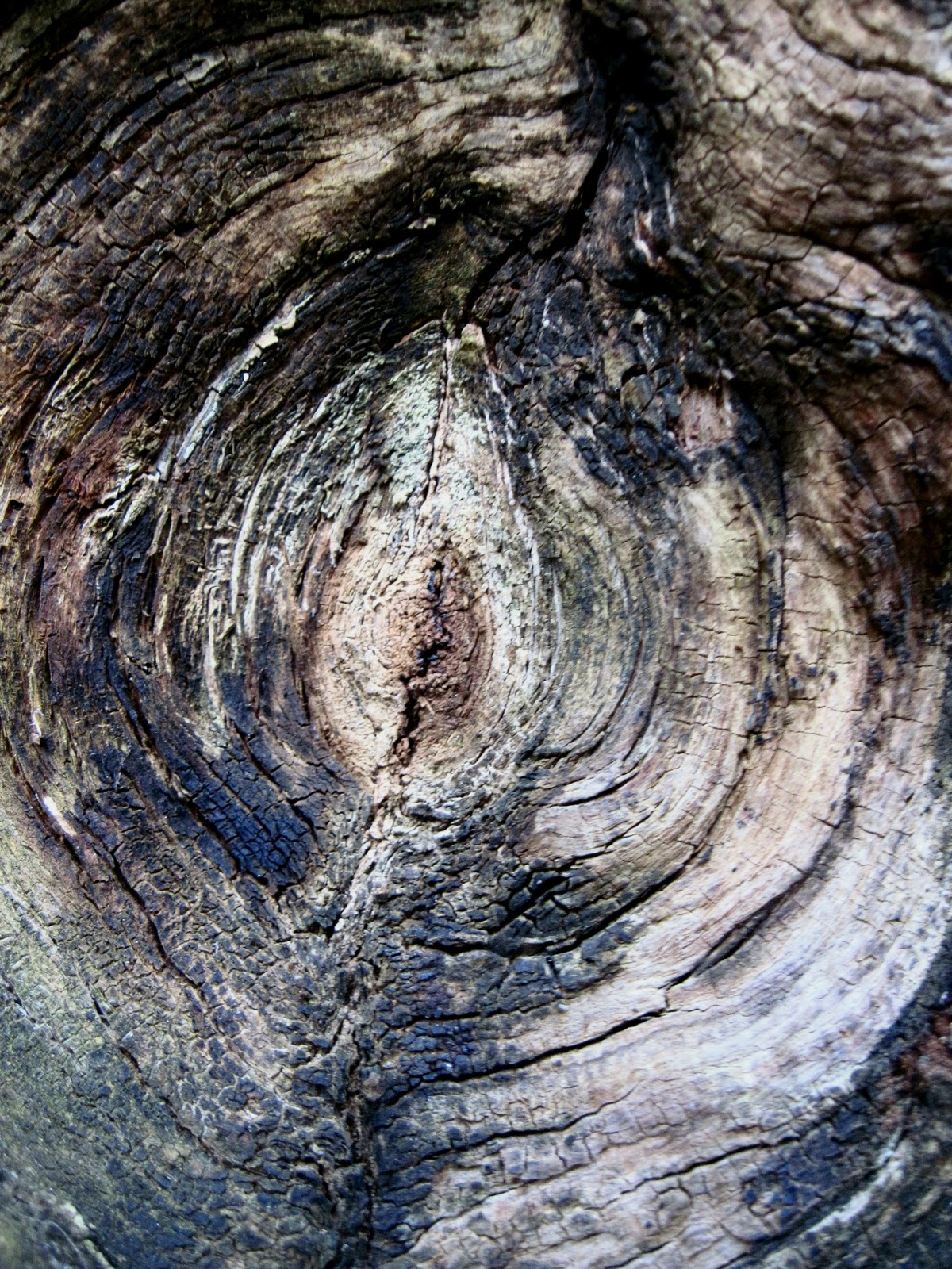 RavenWood Forest: A Softening Snow