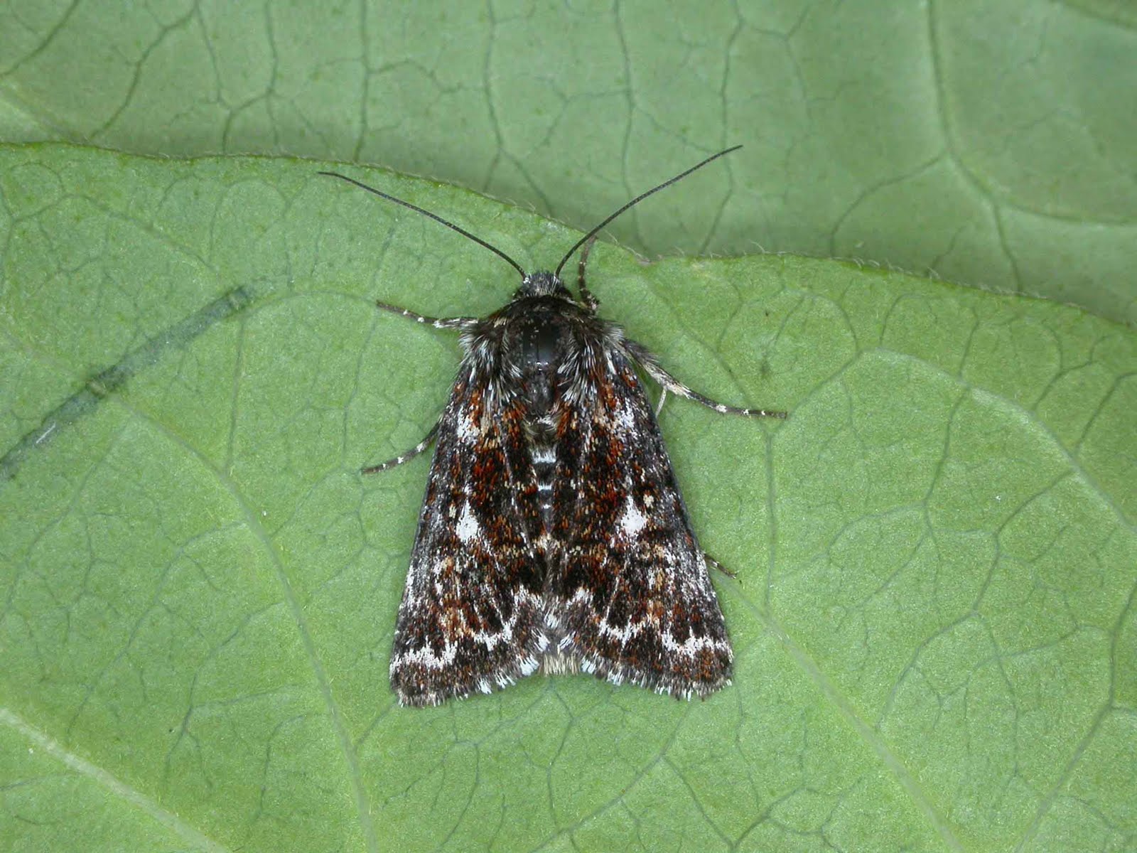 Beautiful Yellow Underwing