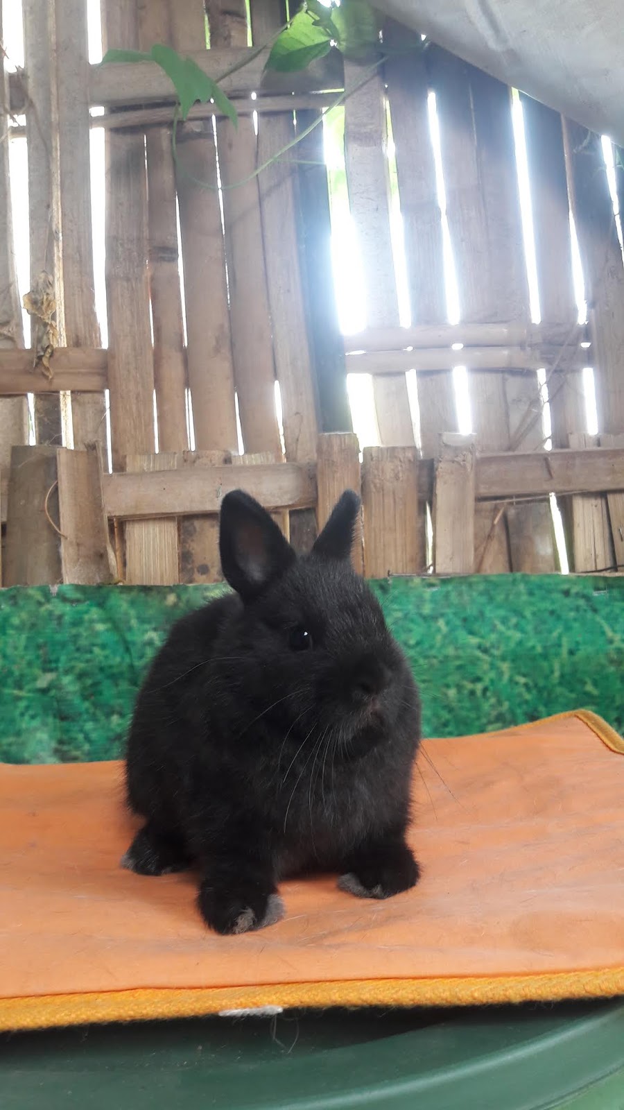 Jenis Kelinci Dan Harganya