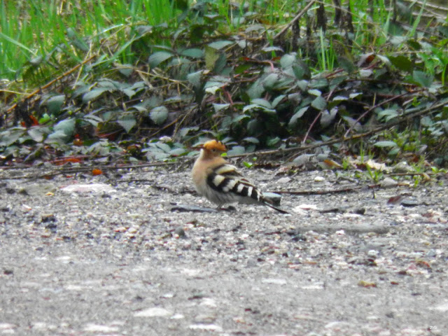 PASARI DIN ROMANIA: PUPAZA, Upupa epops