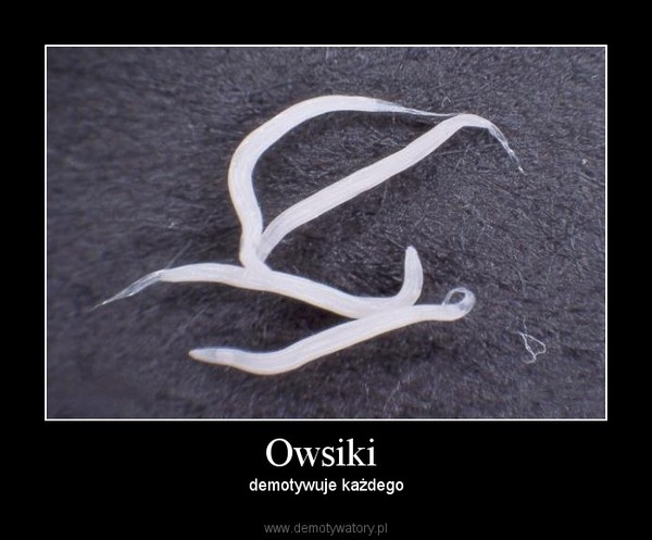 Mitoslavia: Zwierzęta niebezpieczne dla człowieka