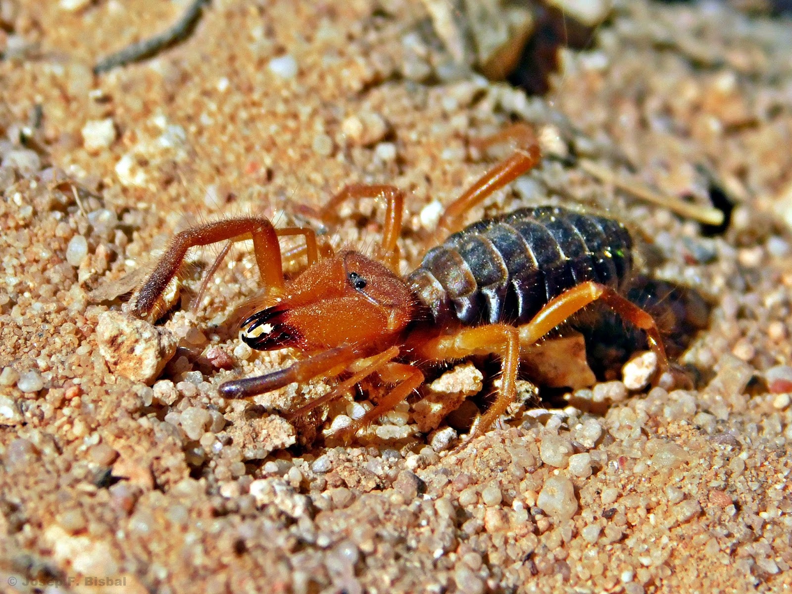 Sargantanes i Dragons: Solifugae - Solífugs
