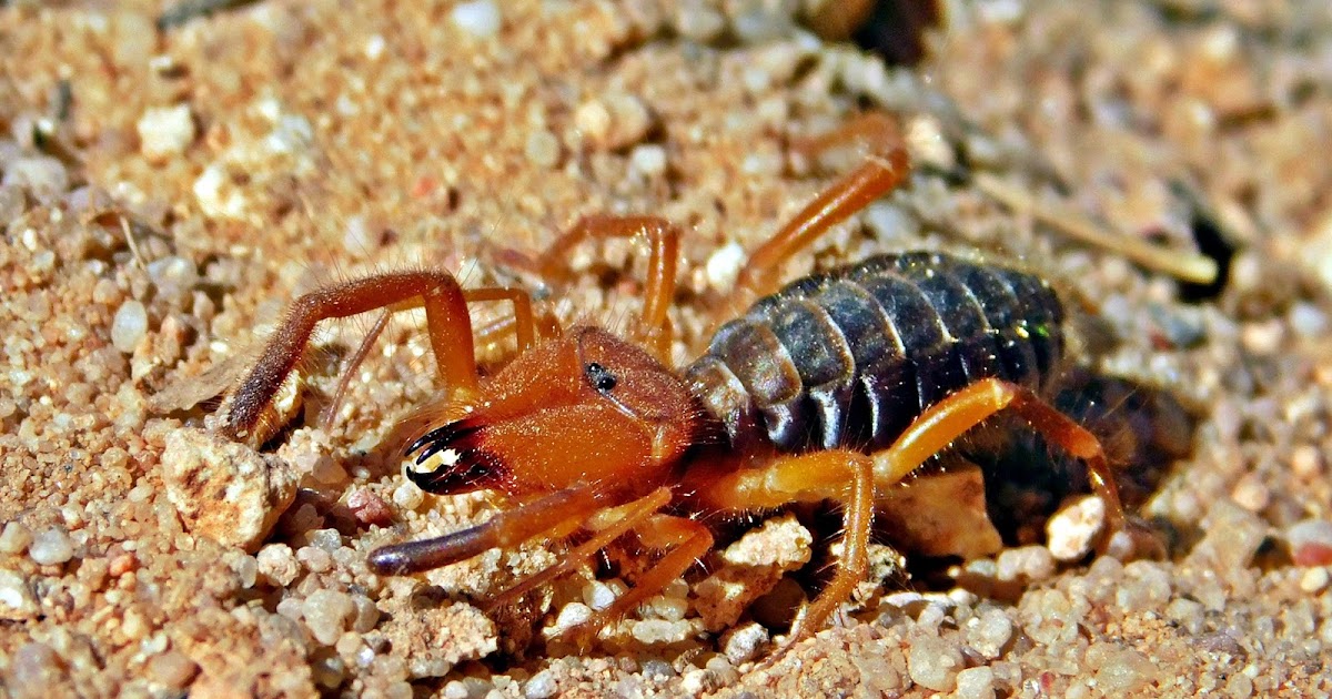 Sargantanes i Dragons: Solifugae - Solífugs