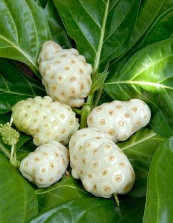 The Earth Diet: Benefits of Noni
