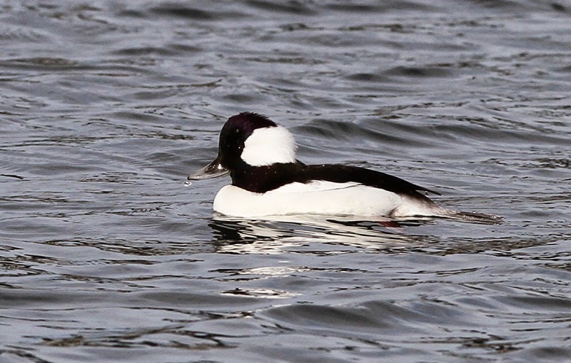 Murfs Wildlife : North American Ducks