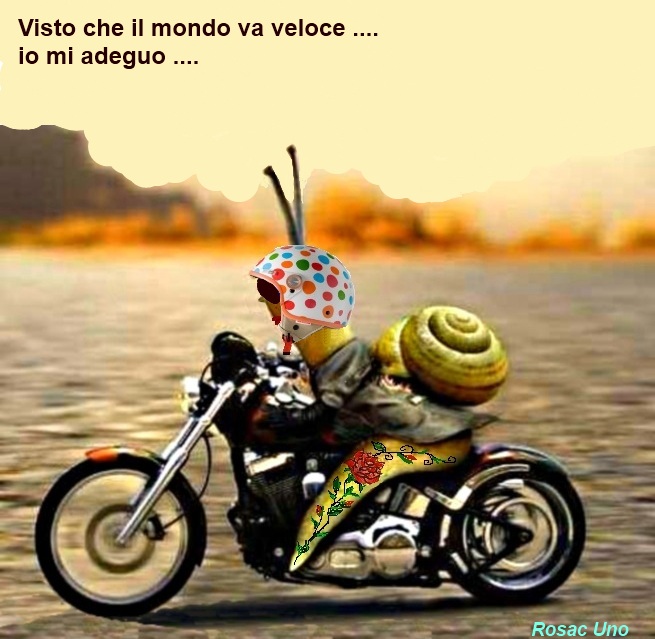 LA VERITA' E' CORAGGIO: Foto divertenti :lumaca emancipata