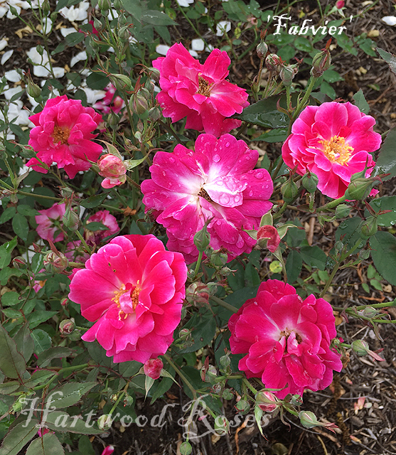 Hartwood Roses: Rose Overload!