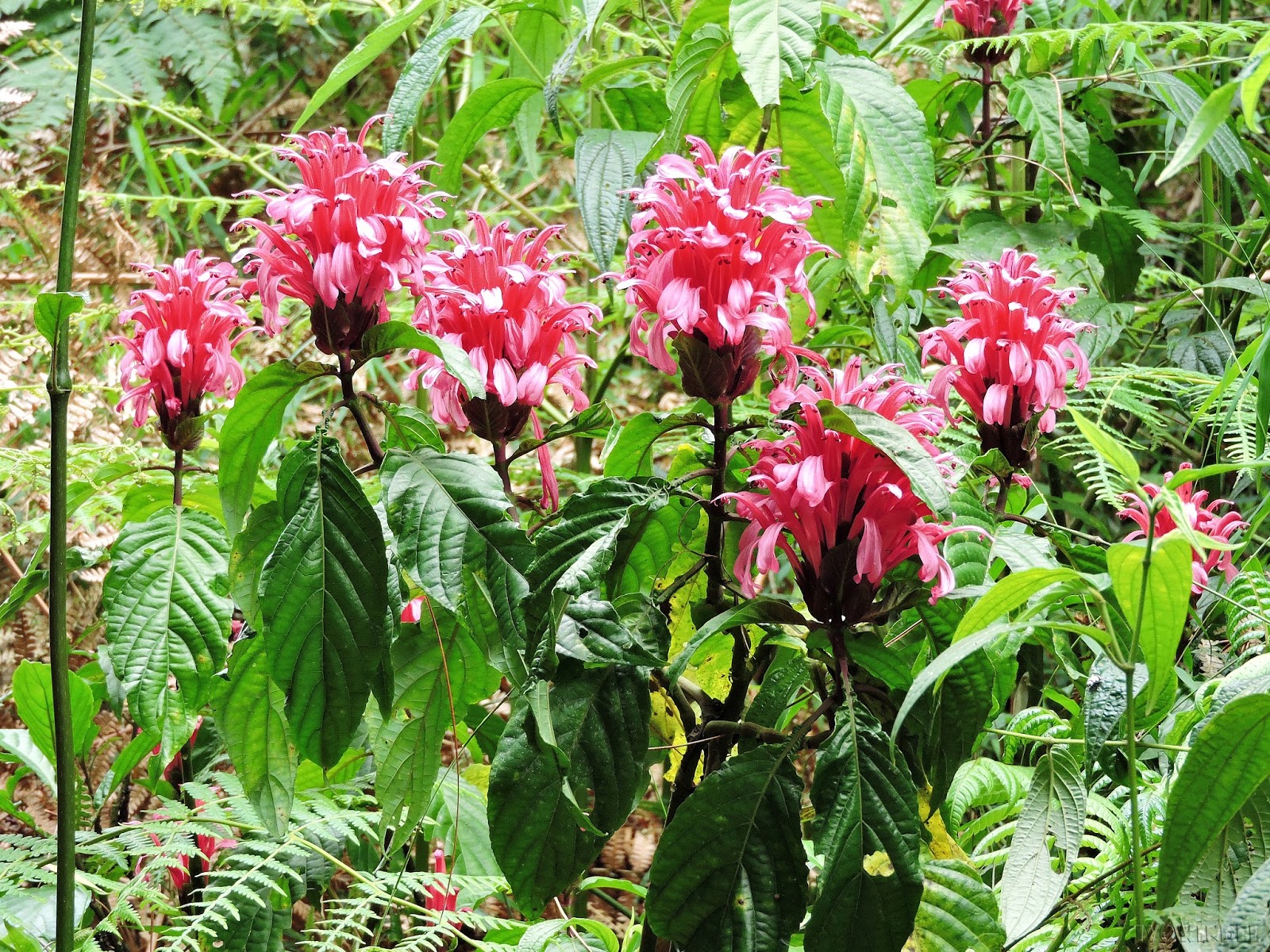 BUTZKE AGRÍCOLA E FLORESTAL - TAIÓ/SC: Justicia carnea (Jacobina)