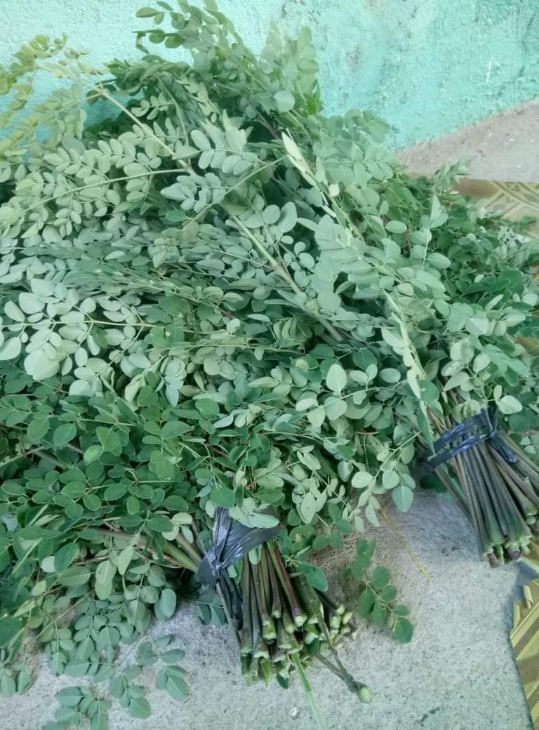 Summer farm: Malunggay (Moringa Oleifera) Herbal Medicine