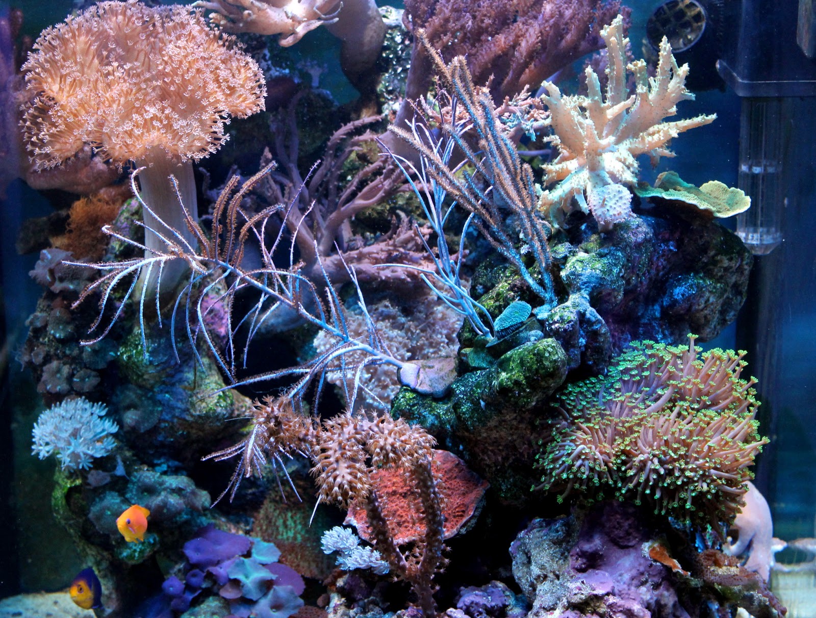 Howard`s Reef: Soft Coral Cube 17.04.2013